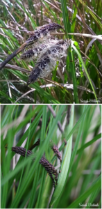 Slough sedge - North Creek Wetland