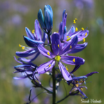 Common Camas - North Creek Wetland