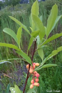 Osoberry - North Creek Wetland