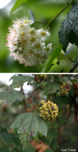 Pacific ninebark - North Creek Wetland