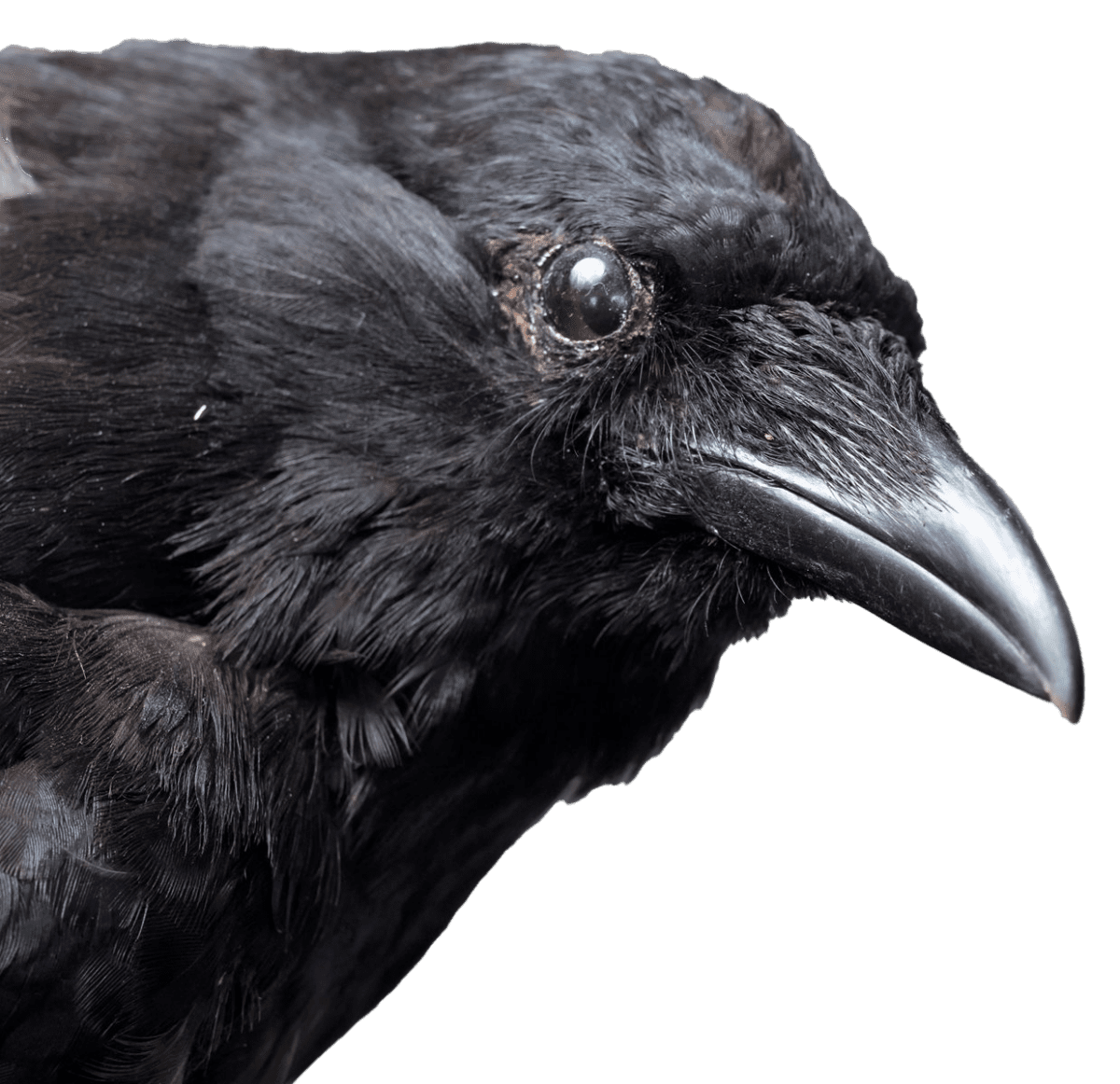 Crows on campus - The University of Washington Bothell