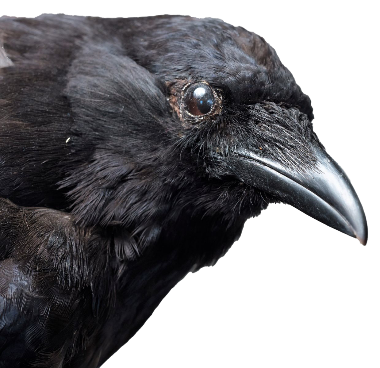 Crows on campus - The University of Washington Bothell