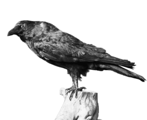 Crows on campus - The University of Washington Bothell