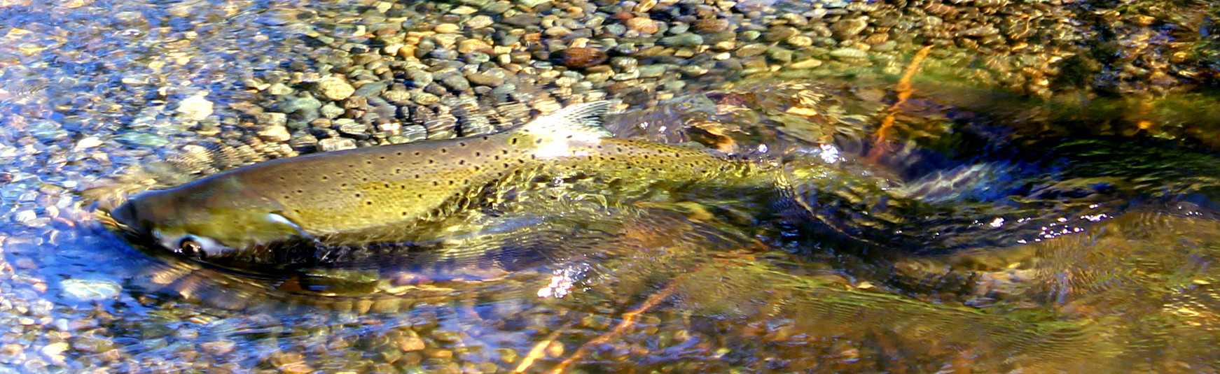 Salmon on campus - The University of Washington Bothell