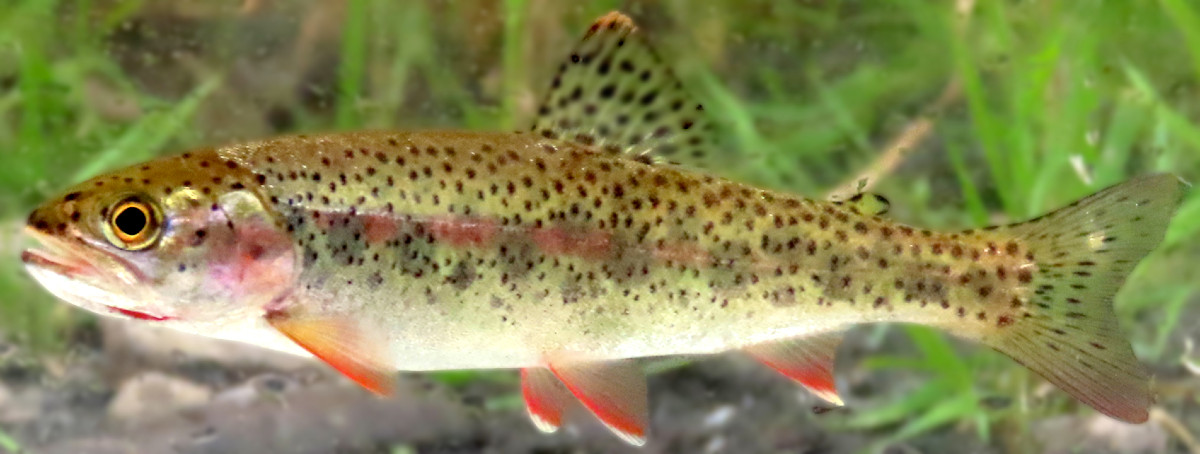 Salmon on campus - The University of Washington Bothell